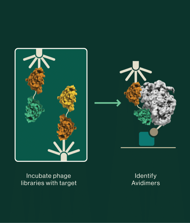 Innovative Phage Display Technology for Antibody Discovery - Tangobio ...